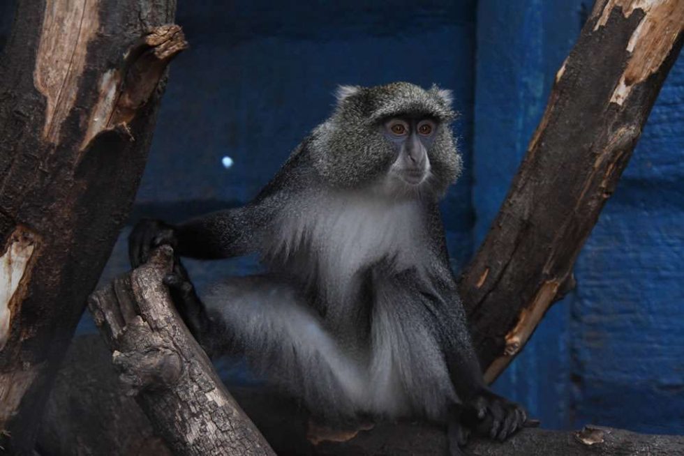 Samango Monkeys - Chipangali Wildlife Orphanage