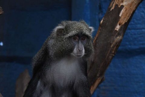 Samango Monkeys - Chipangali Wildlife Orphanage