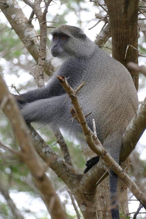 Samango Monkeys - Chipangali Wildlife Orphanage