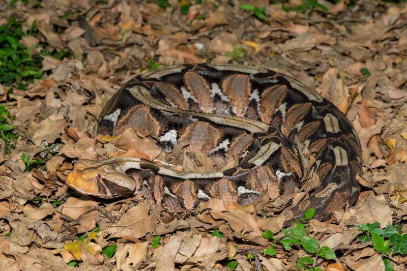 Gaboon Vipers - Chipangali Wildlife Orphanage
